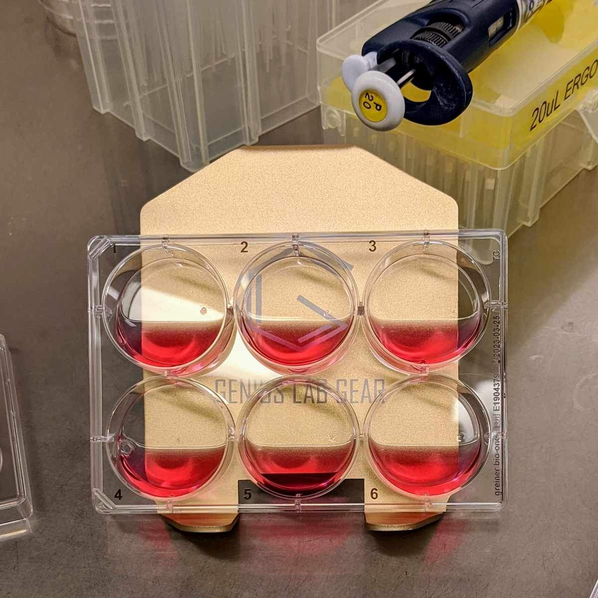 Angled Petri Dish and Cell Culture Plate Holder (2-pack) - Genius Lab Gear